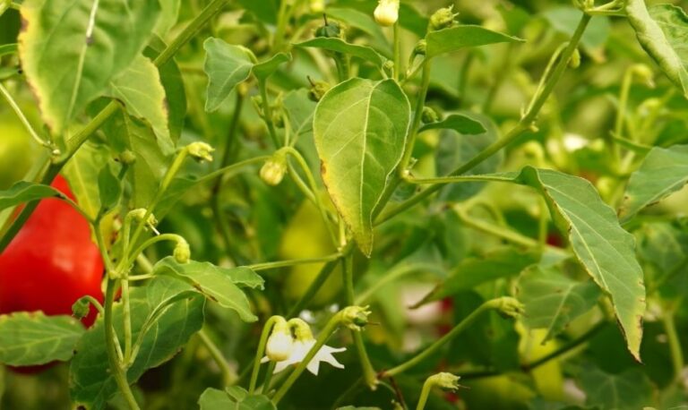 10 Key Nutrient Deficiencies in Plants and How to Identify Them