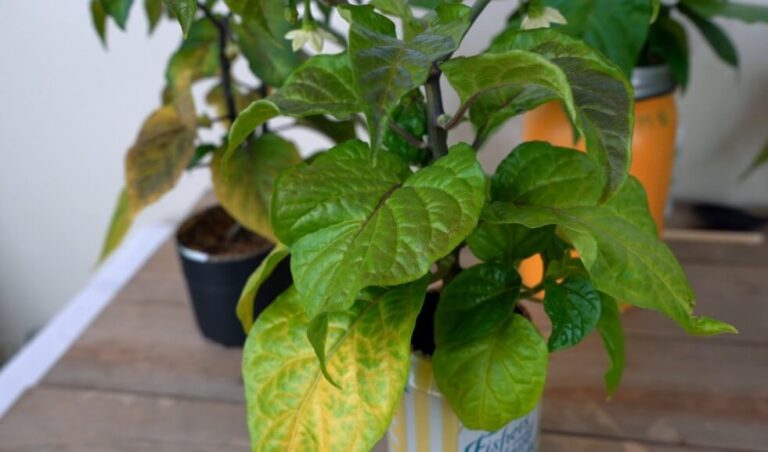 10 Key Nutrient Deficiencies in Plants and How to Identify Them