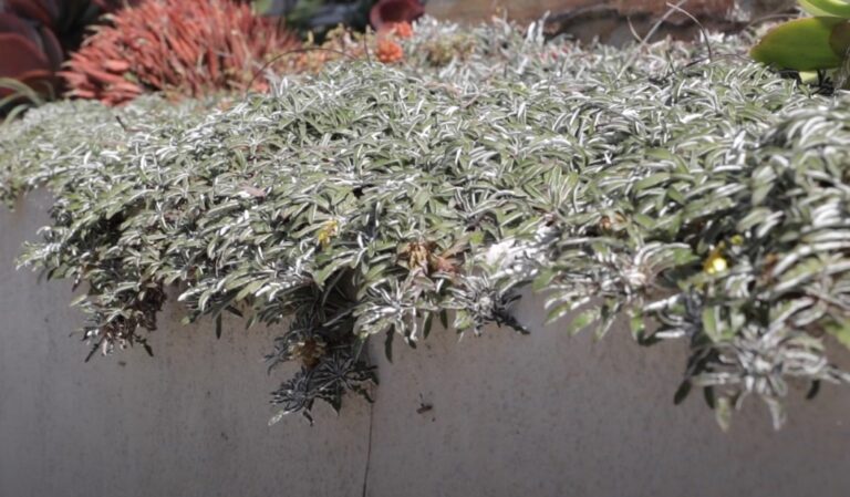 13 Ground Cover Plants to Grow in Southern California