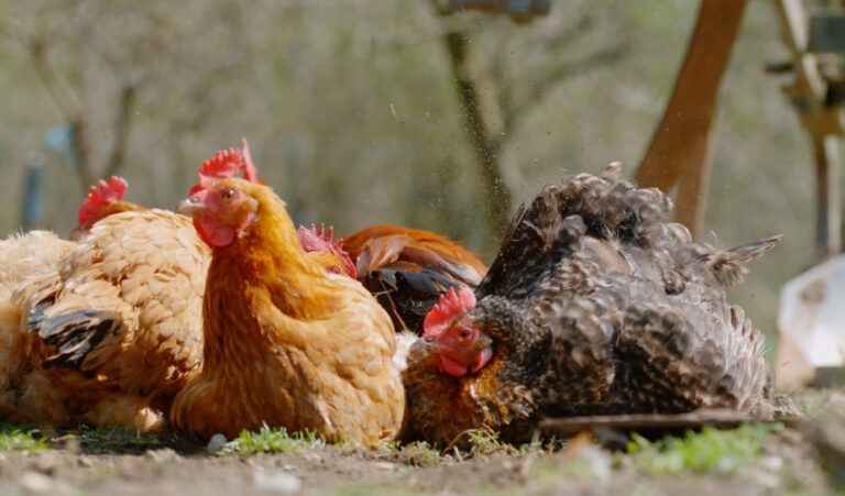 Rooster vs. Hen - Behavioral, Physical, and Functional Differences ...