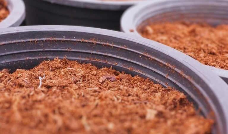 Here is How Much Peat Moss Is Needed to Effectively Lower Soil pH - The ...