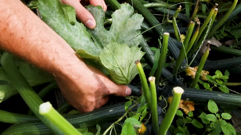 Short and Fat Zucchini? Here’s What Could Be Going Wrong - The Crop site