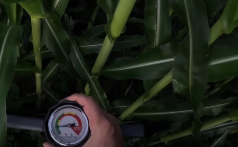 How to Identify and Treat Nitrogen Deficiency in Corn - The Crop site