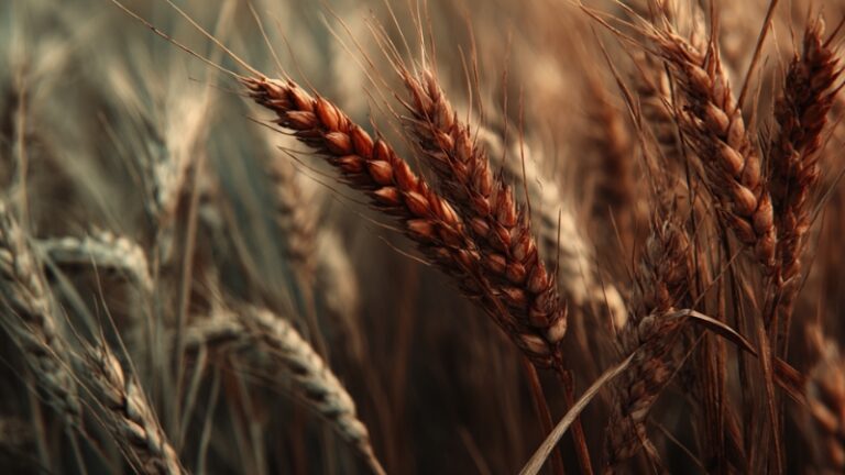 Best Fungicides for Wheat Rust - 2025 Guide for Small-Scale Growers ...